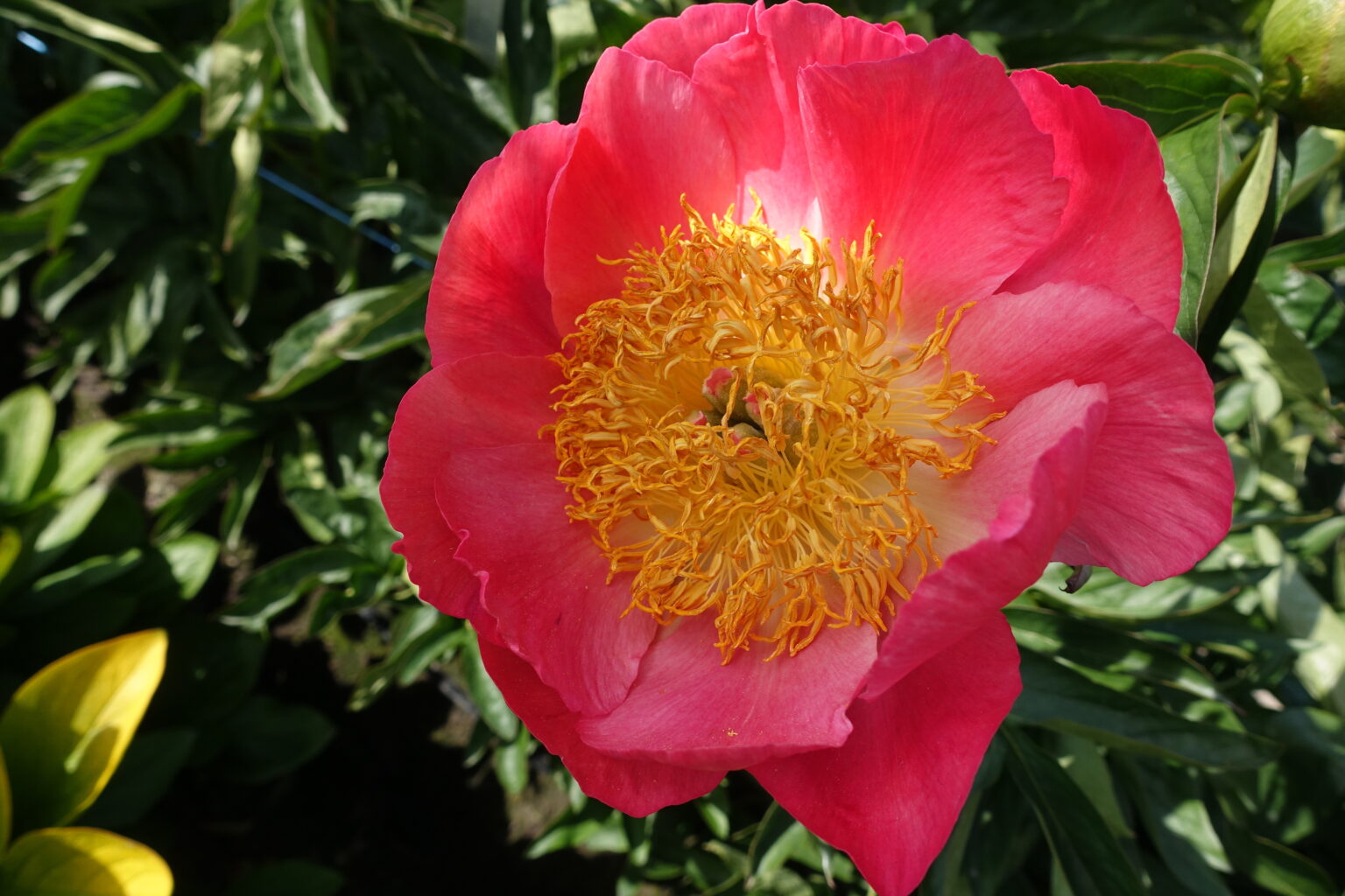 Peony Coral Supreme (Early - mid.) - Green Works - Specialist in Peonies