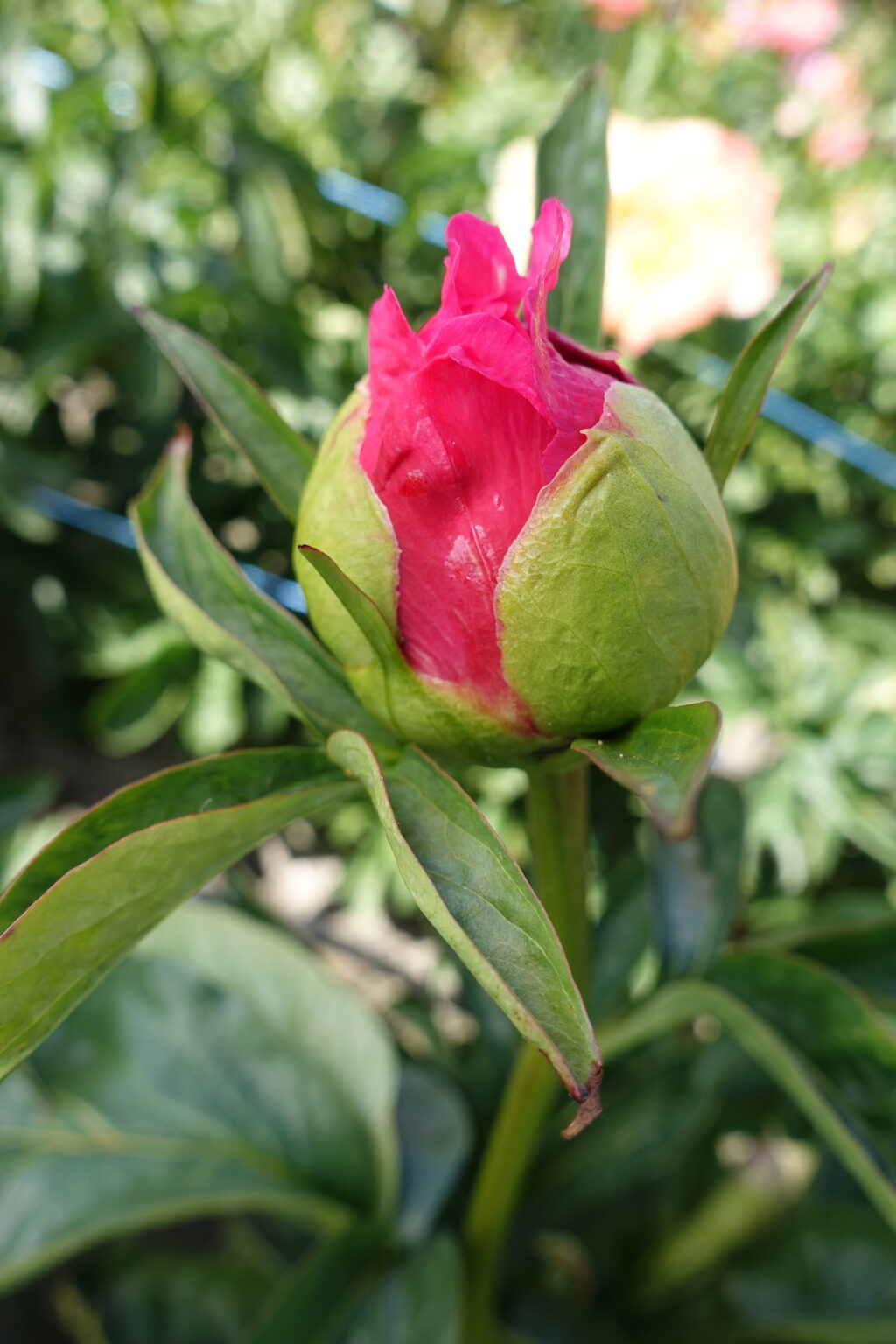 Peony Coral Supreme (Early - mid.) - Green Works - Specialist in Peonies