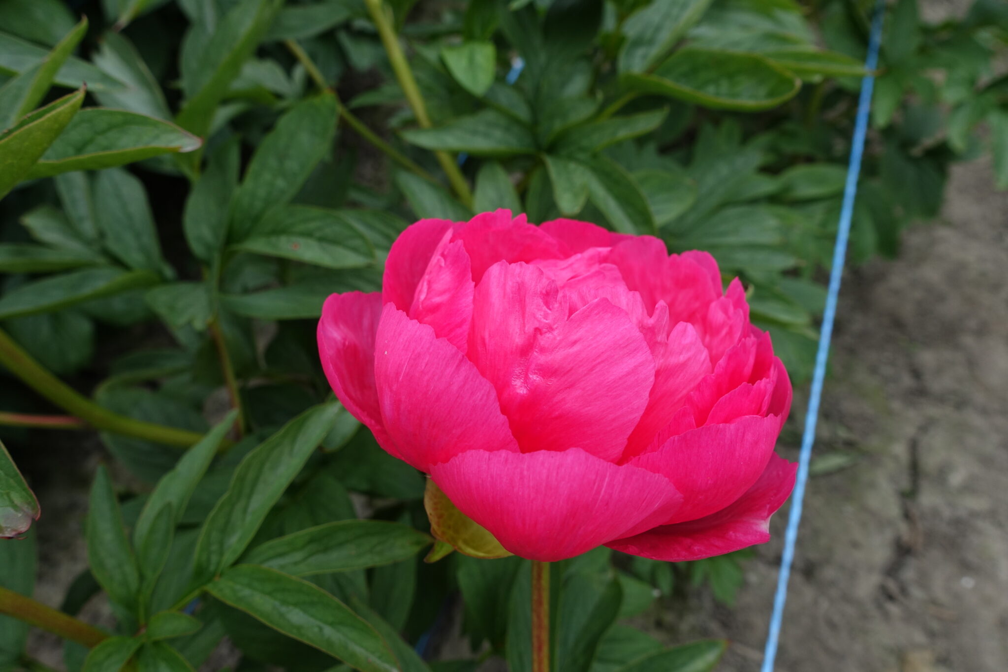 Peony Cytherea (Early - mid.) - Green Works - Specialist in Peonies