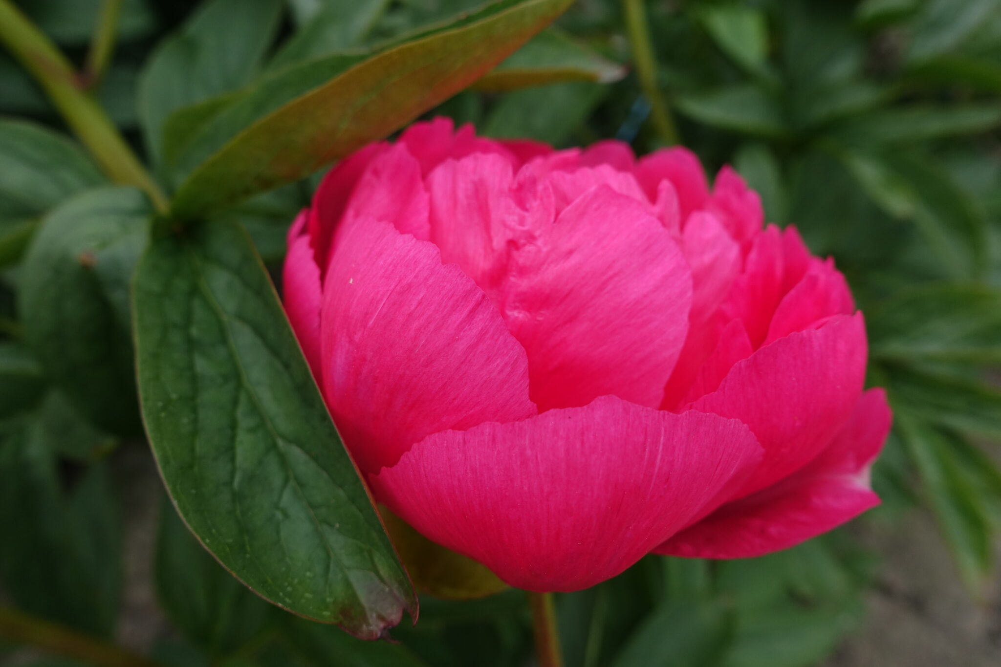 Peony Cytherea (Early - mid.) - Green Works - Specialist in Peonies