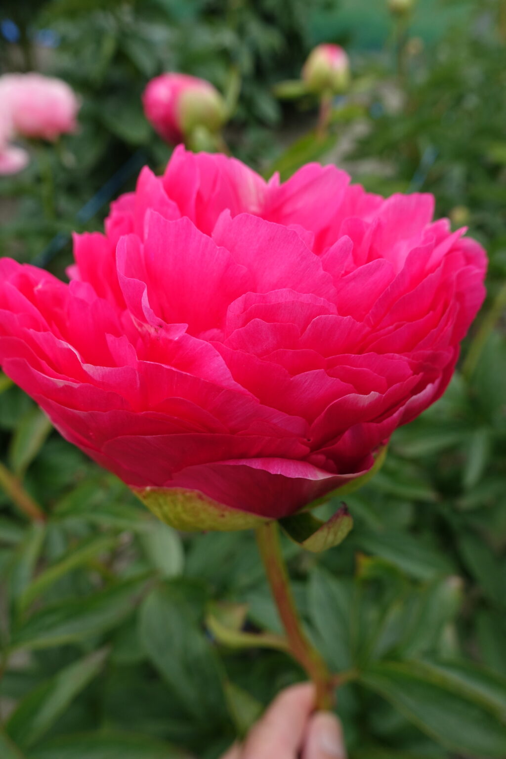 Peony Cytherea (Early - mid.) - Green Works - Specialist in Peonies