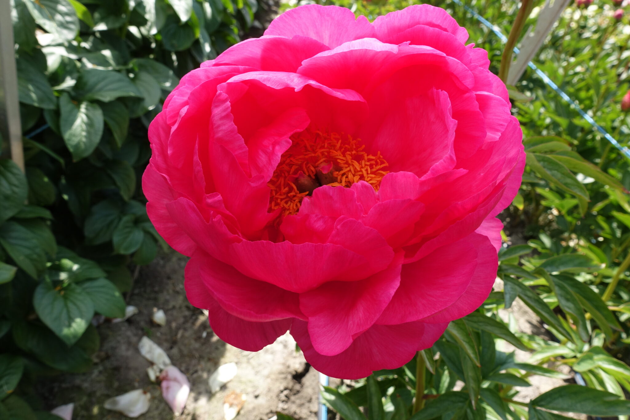 Peony Cytherea (Early - mid.) - Green Works - Specialist in Peonies