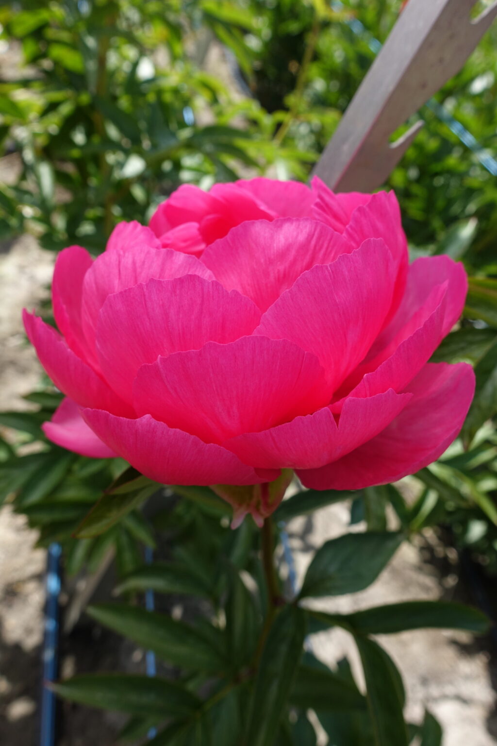 Peony Cytherea (Early - mid.) - Green Works - Specialist in Peonies