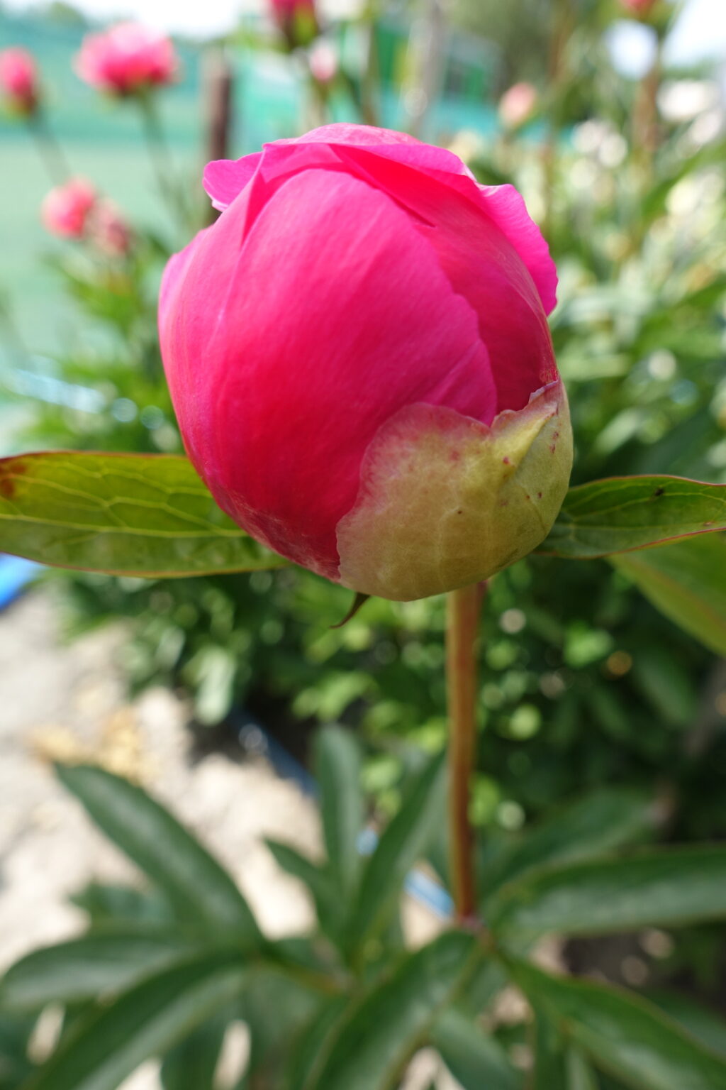 Peony Cytherea (Early - mid.) - Green Works - Specialist in Peonies