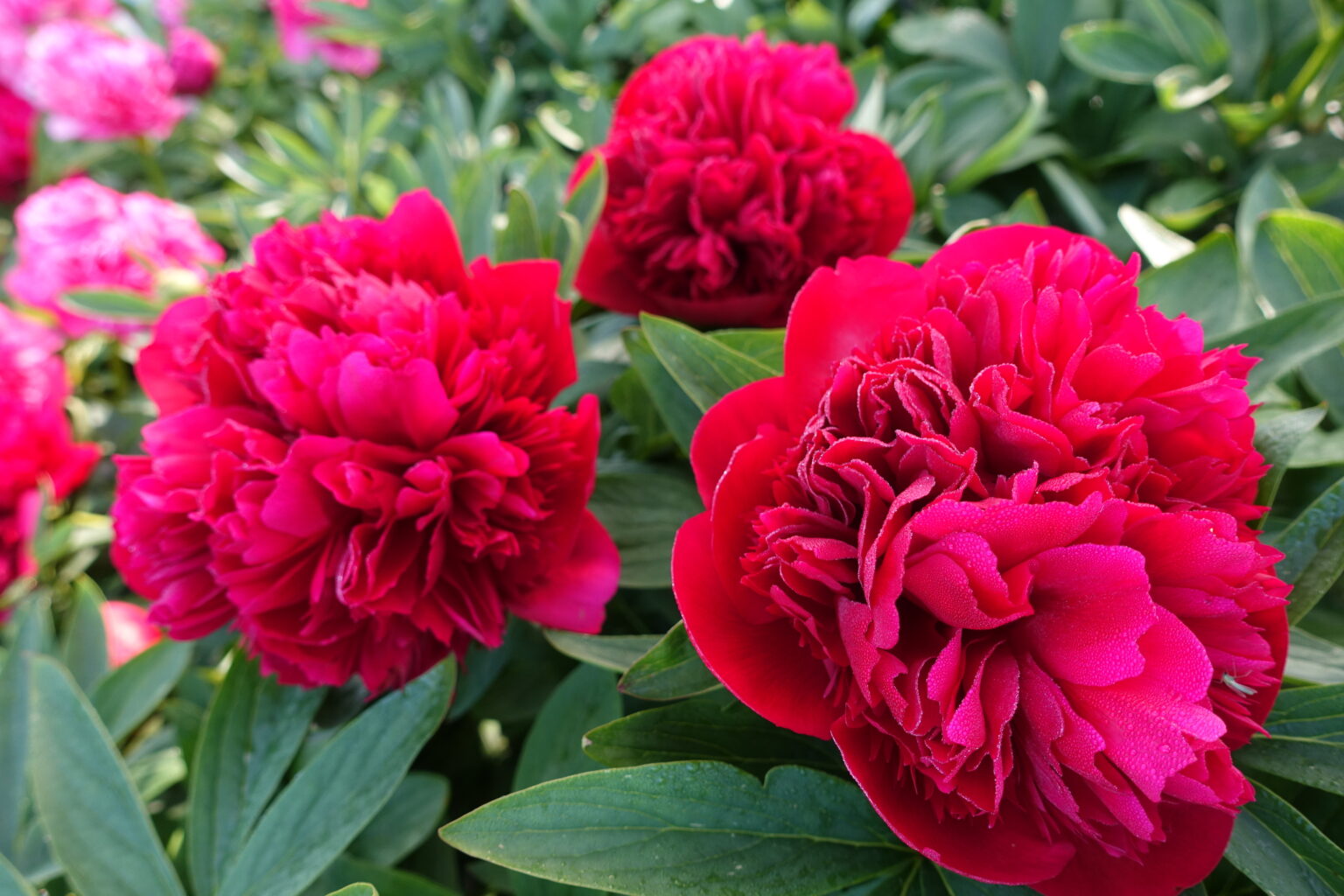 Peony Diana Parks (Early) - Green Works - Specialist in Peonies