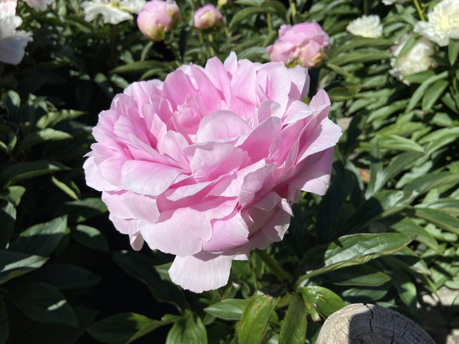 Peony Dinner Plate (Late) - Green Works - Specialist in Peonies