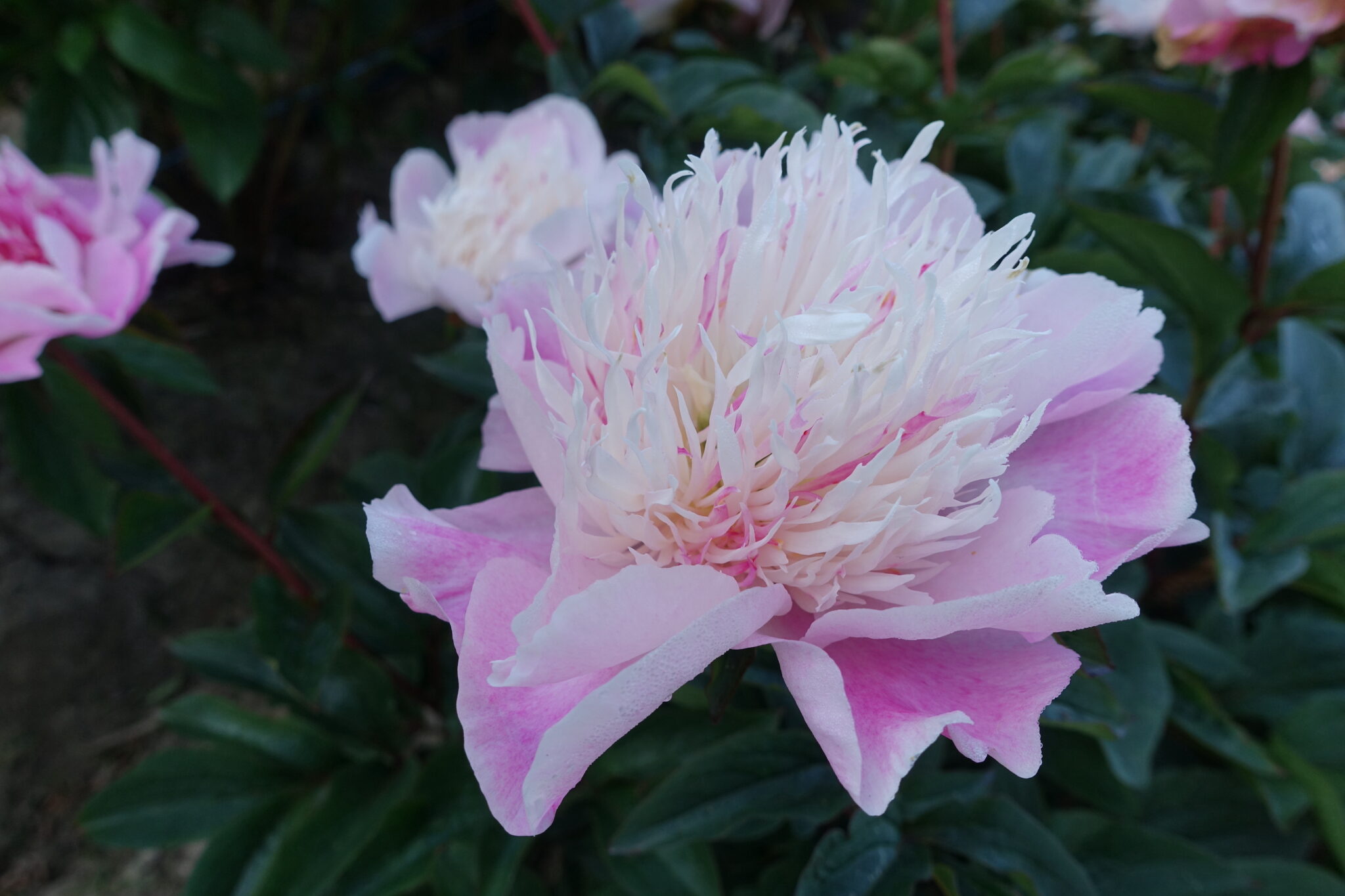 Peony Do Tell (Mid.) - Green Works - Specialist in Peonies