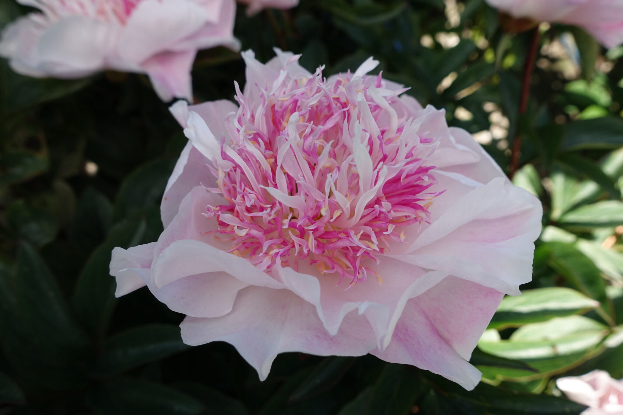Peony Do Tell (Mid.) - Green Works - Specialist in Peonies