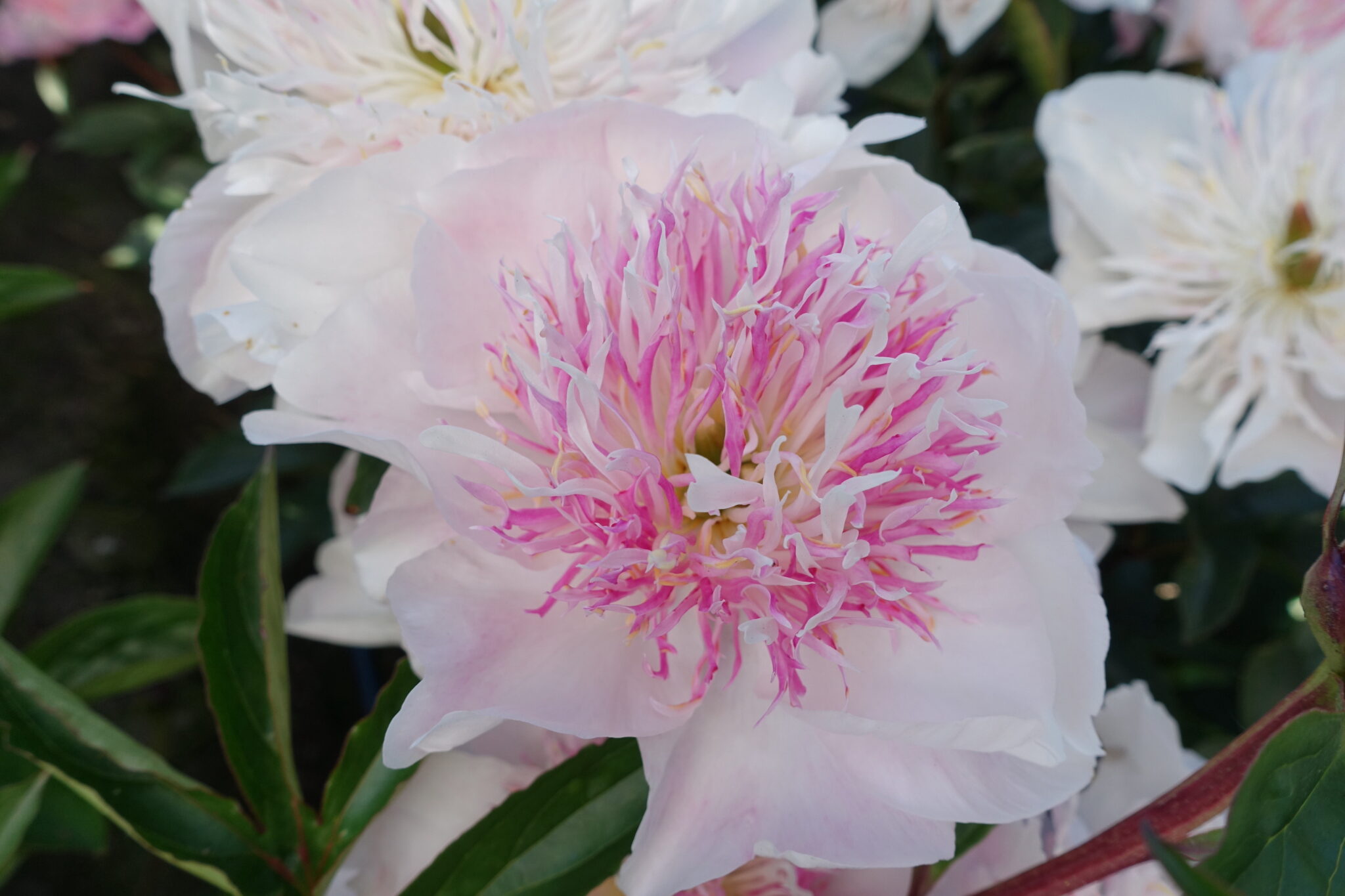 Peony Do Tell (Mid.) - Green Works - Specialist in Peonies