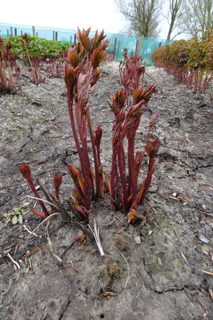 Peony Doreen (Late) - Green Works - Specialist in Peonies