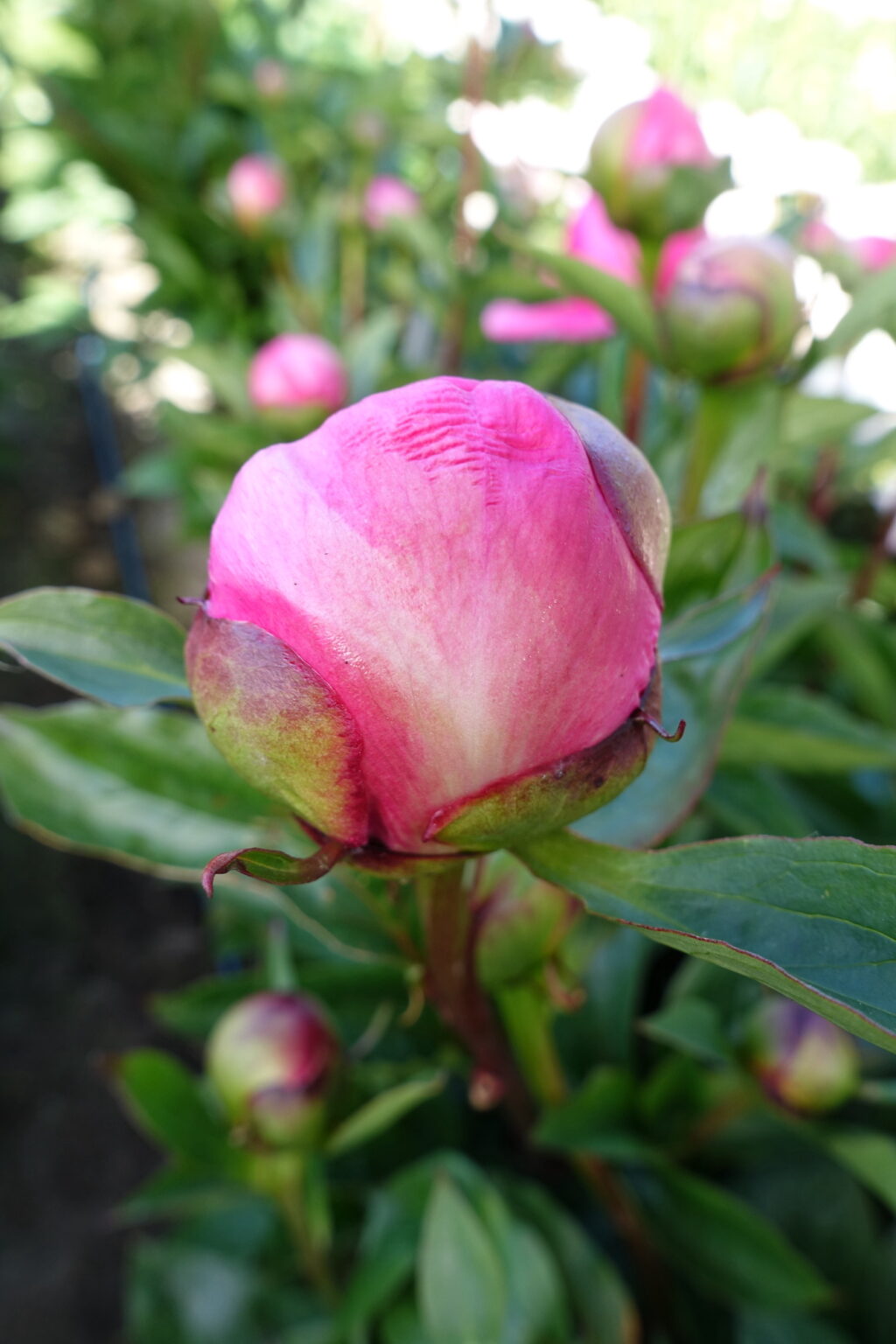 Peony Doreen (Late) - Green Works - Specialist in Peonies