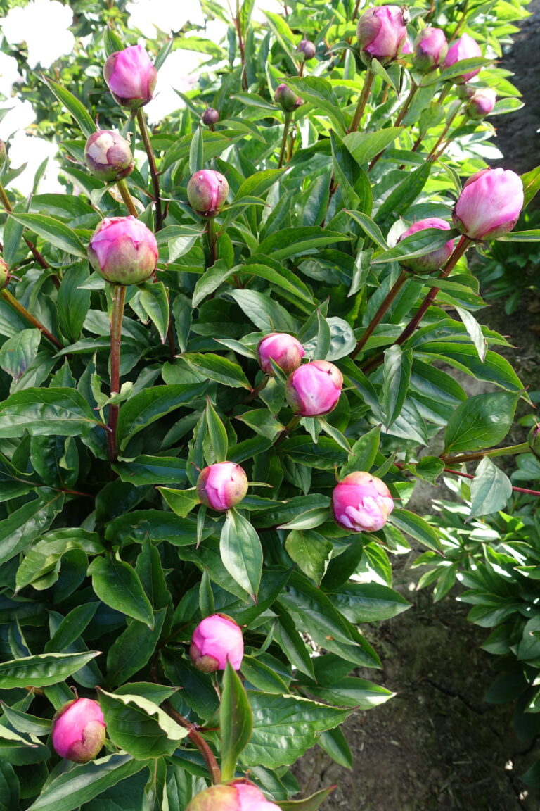 Peony Doreen (Late) - Green Works - Specialist in Peonies