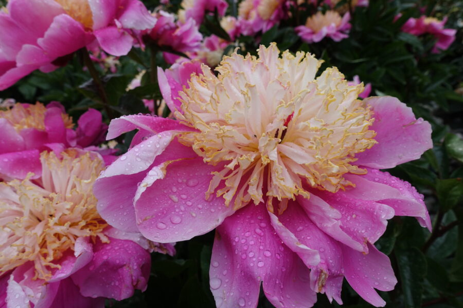 Peony Doreen (Late) - Green Works - Specialist in Peonies