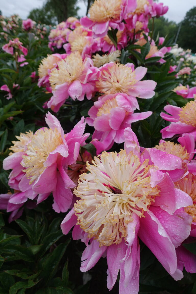 Peony Doreen (Late) - Green Works - Specialist in Peonies