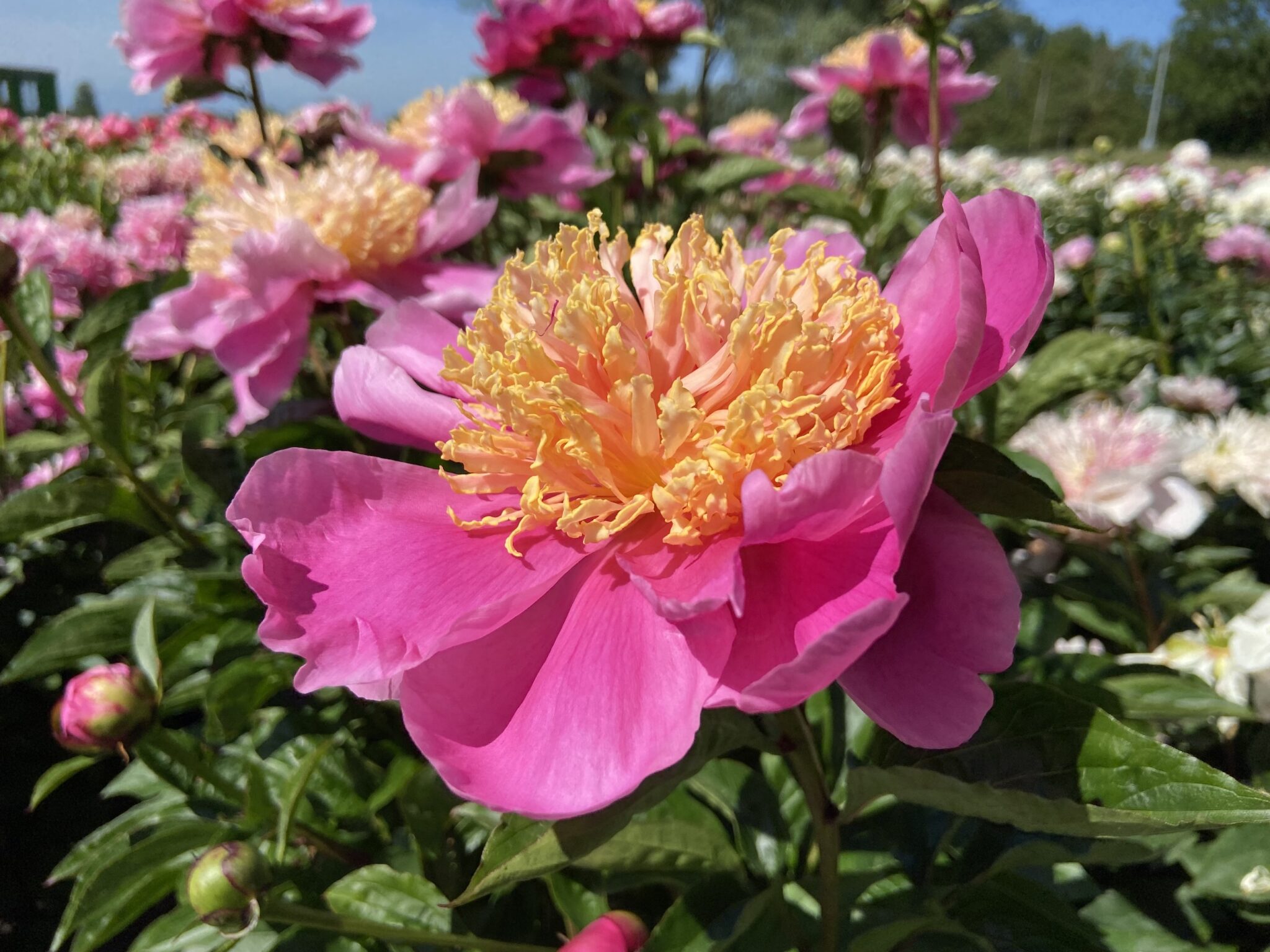 Peony Doreen (Late) - Green Works - Specialist in Peonies
