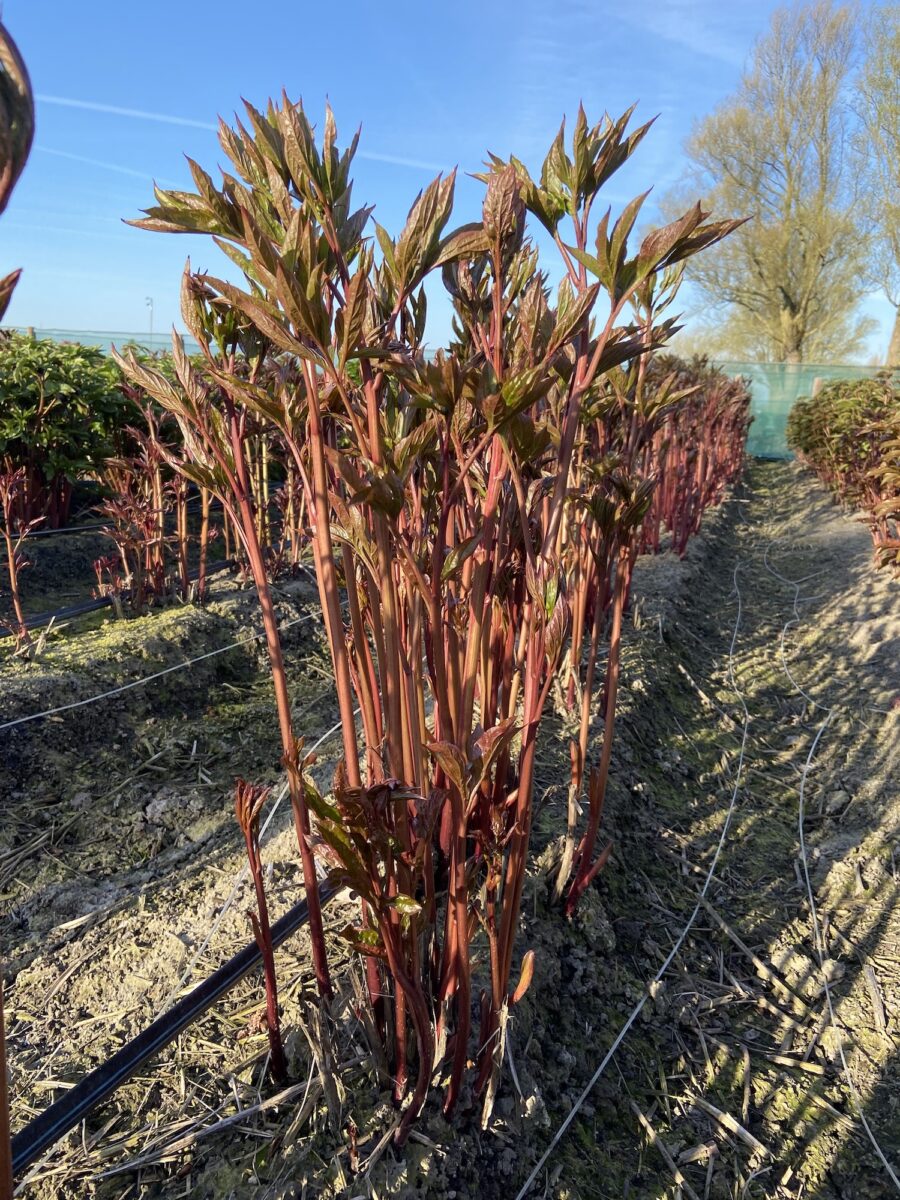 Peony Doreen (Late) - Green Works - Specialist in Peonies