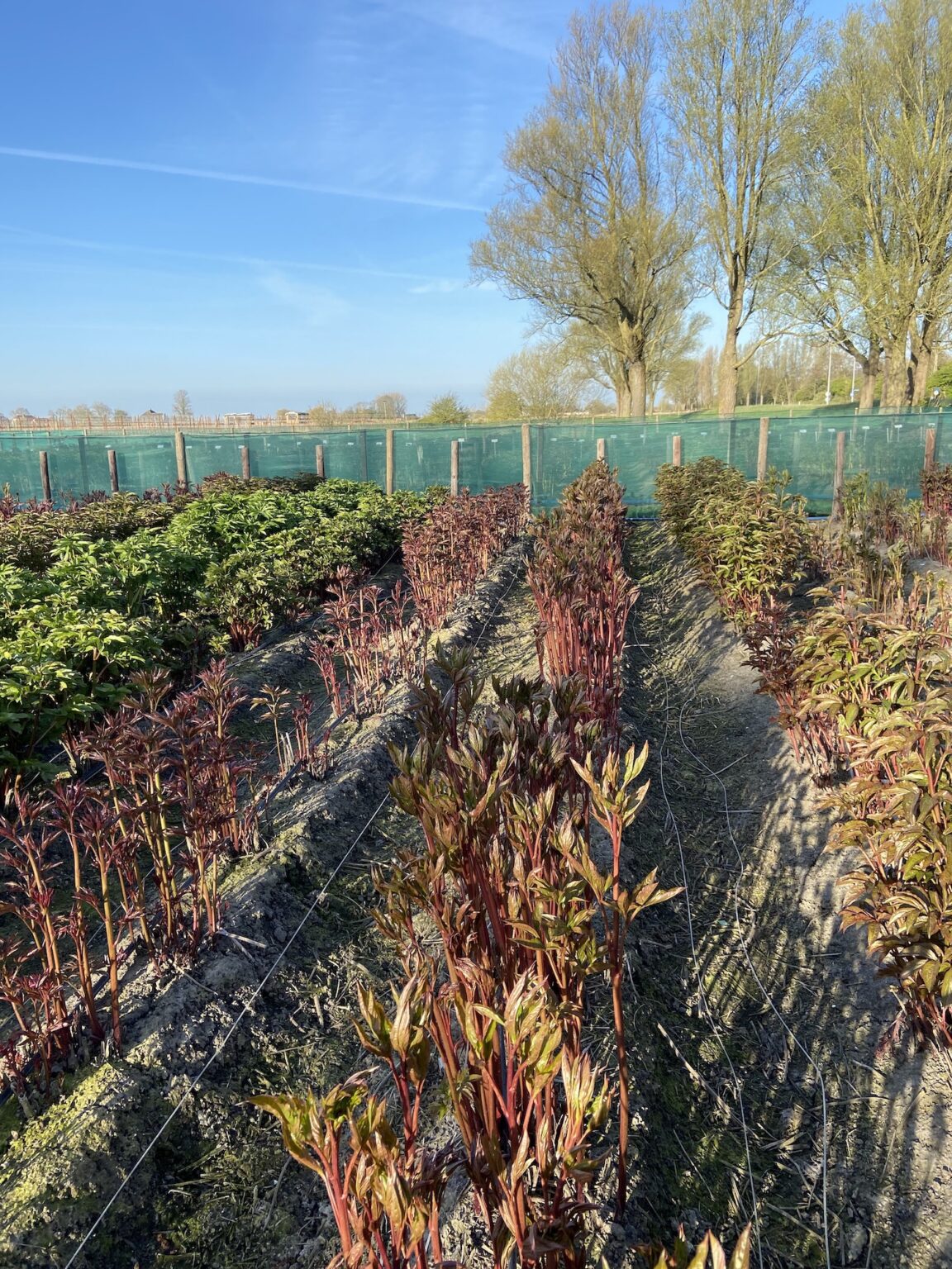 Peony Doreen (Late) - Green Works - Specialist in Peonies