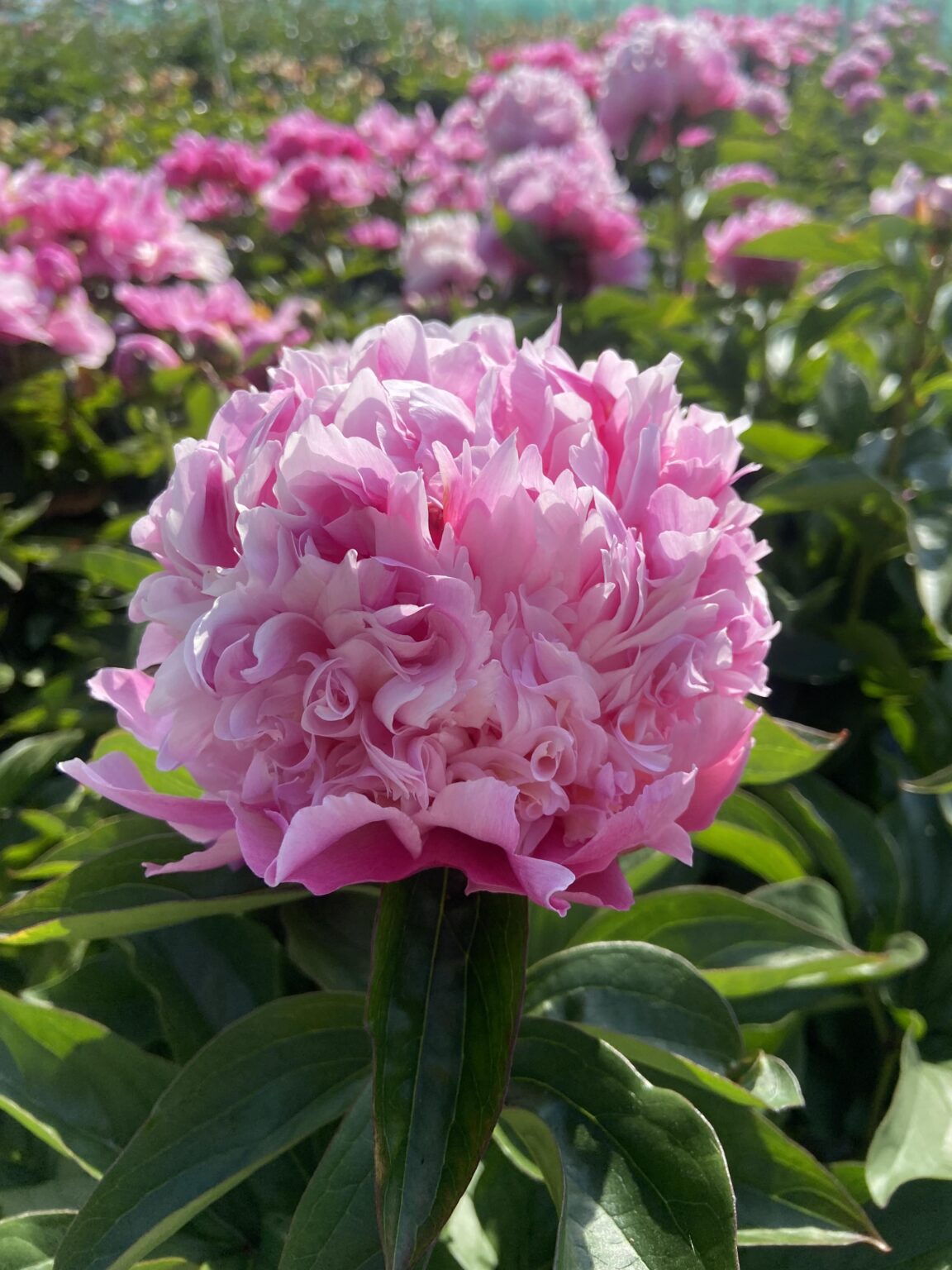 Peony Lady Anna (Mid.) - Green Works - Specialist in Peonies