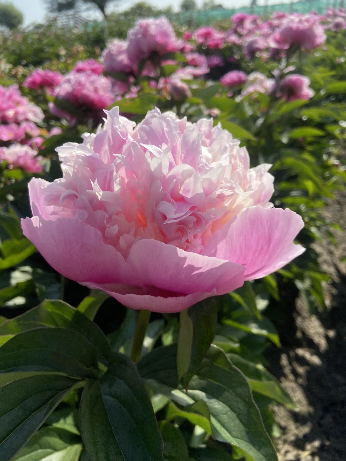 Peony Lady Anna (Mid.) - Green Works - Specialist in Peonies