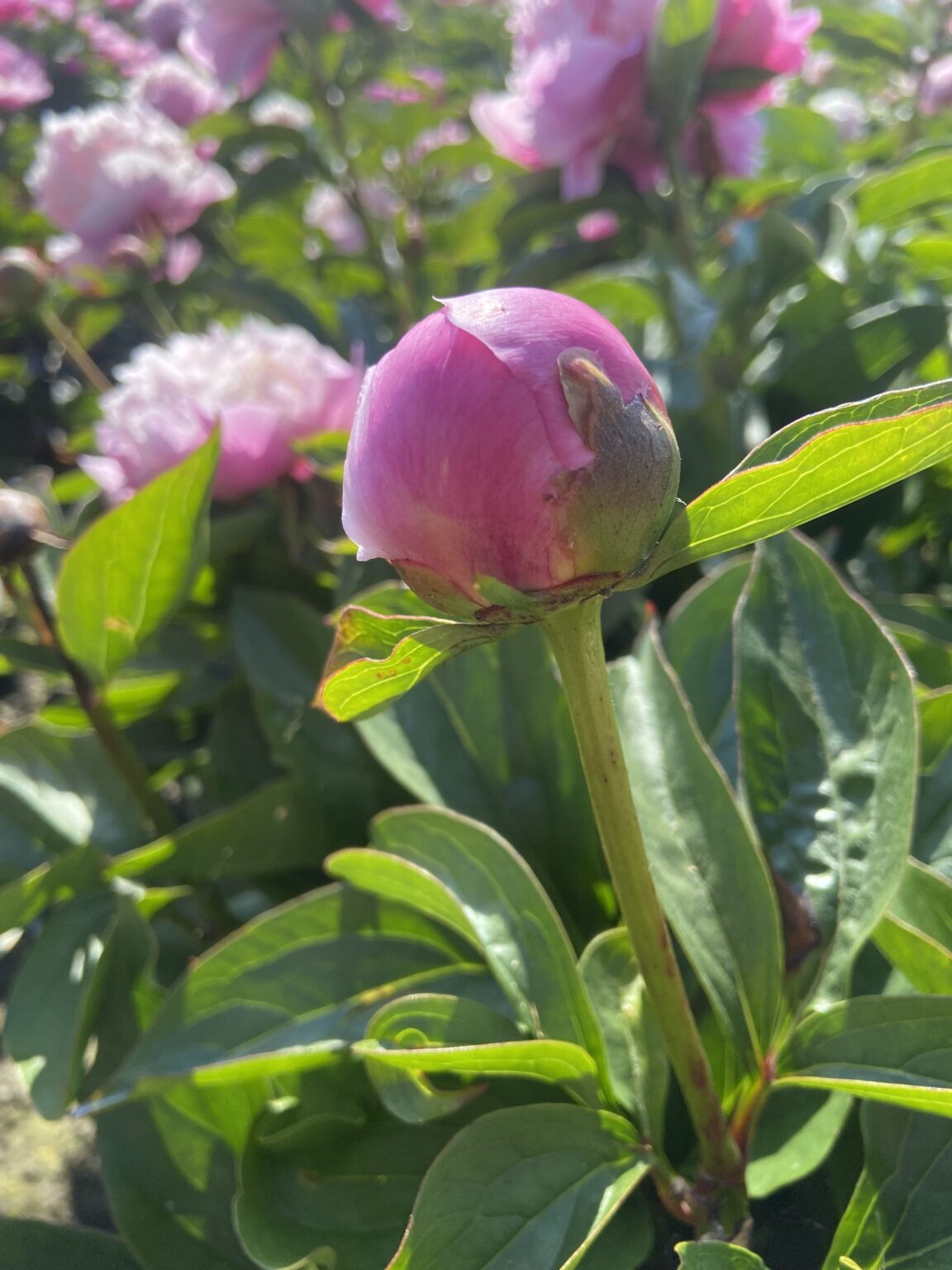 Peony Lady Anna (Mid.) - Green Works - Specialist in Peonies