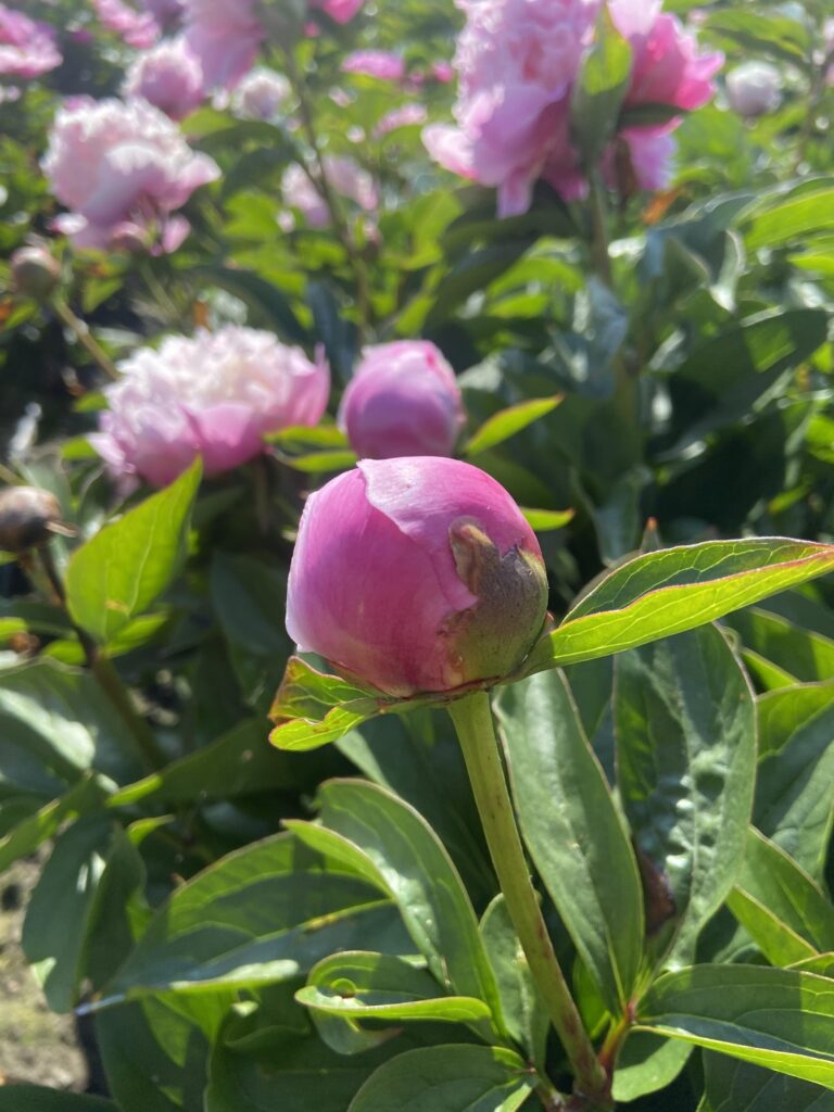 Peony Lady Anna (Mid.) - Green Works - Specialist in Peonies