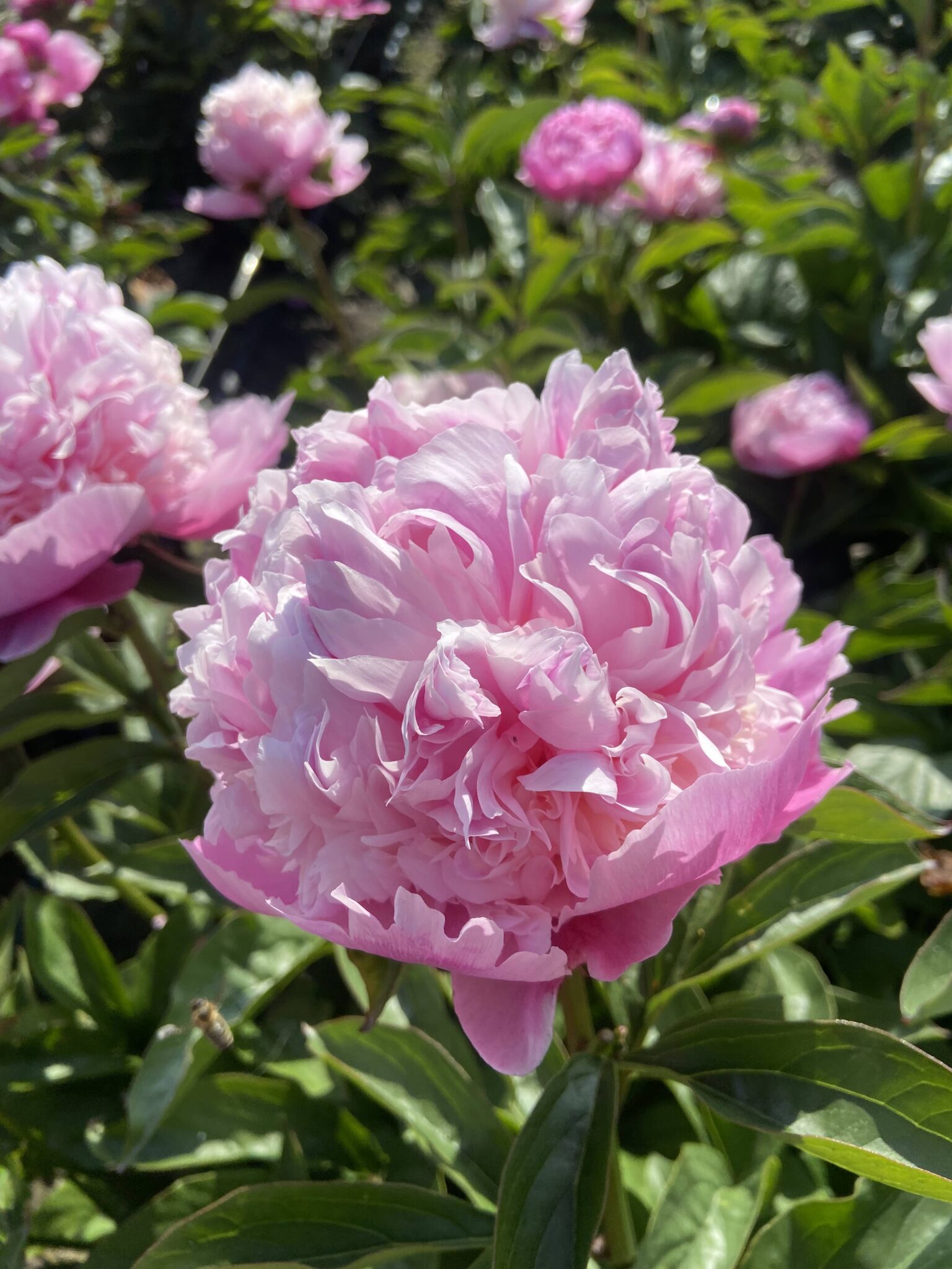 Peony Lady Anna (Mid.) - Green Works - Specialist in Peonies