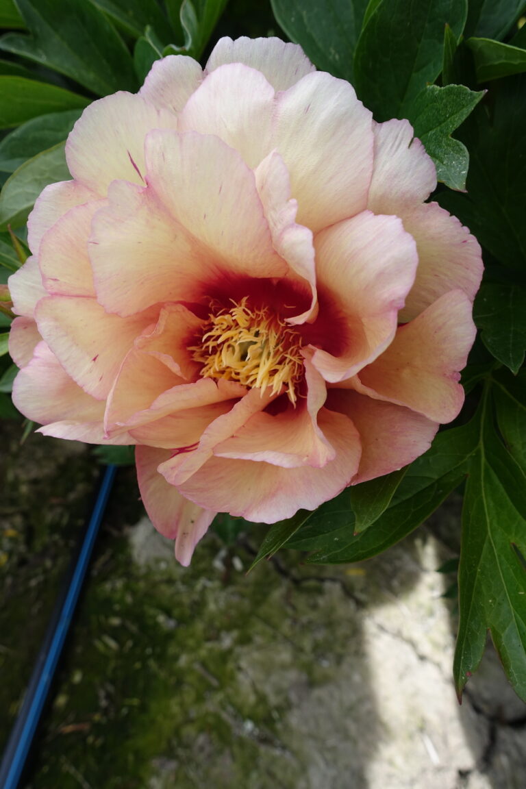 itoh Peony Callie's Memory (Early - mid.) - Green Works - Specialist in ...