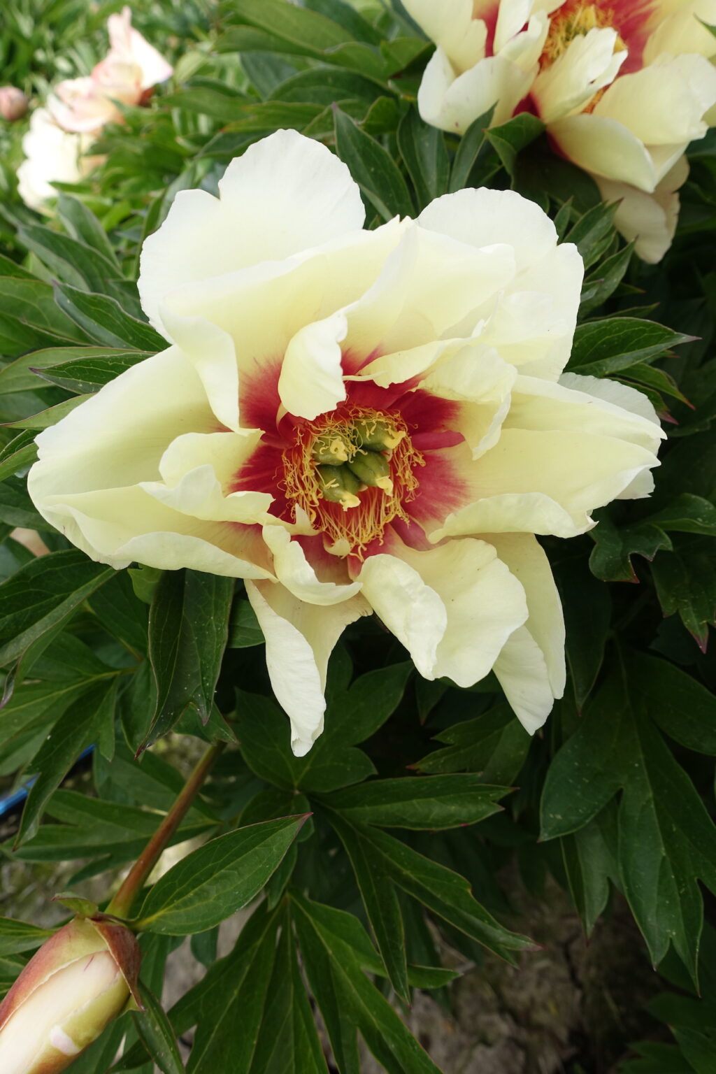 itoh Peony Callie's Memory (Early - mid.) - Green Works - Specialist in ...