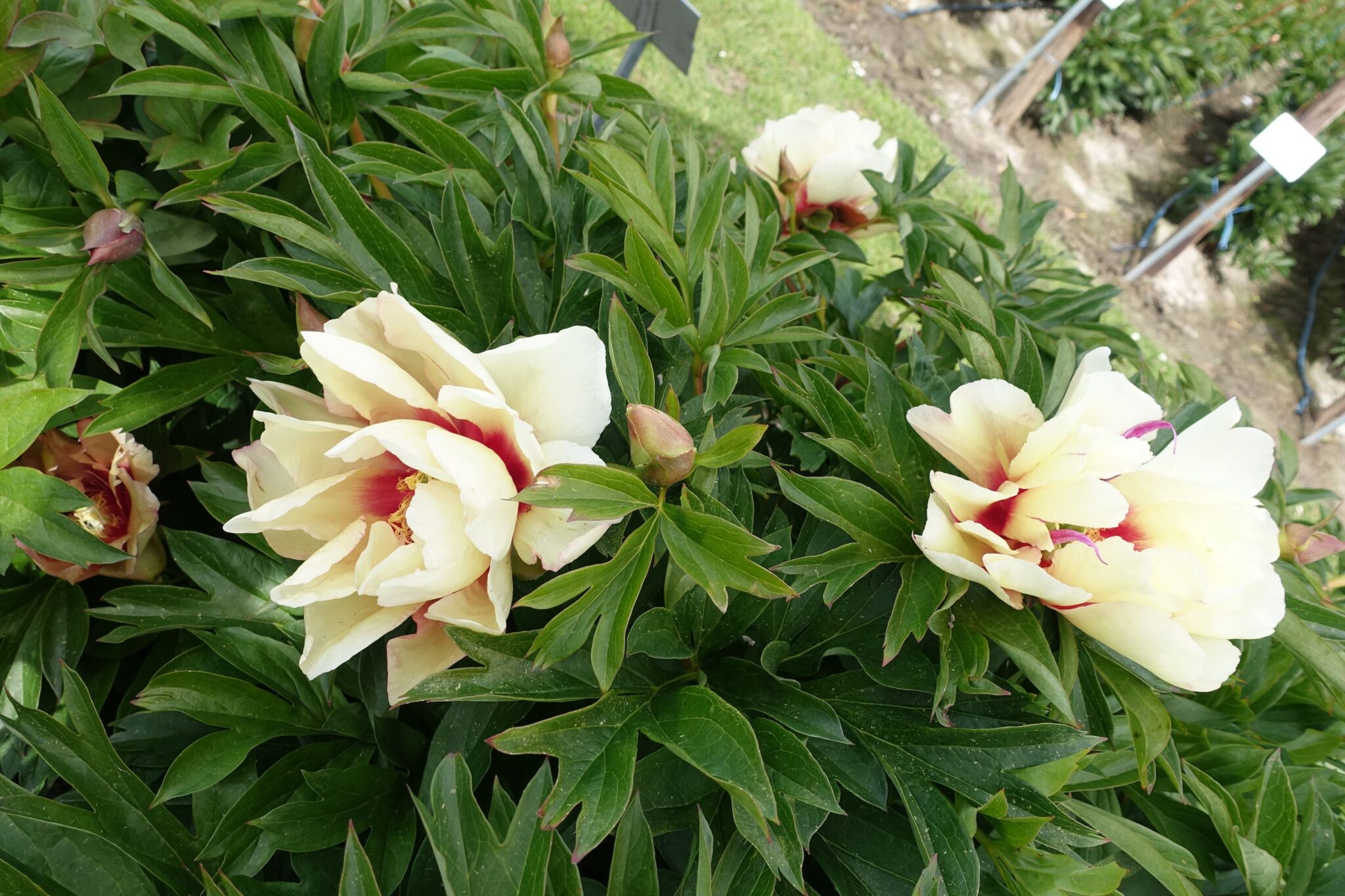 itoh Peony Callie's Memory (Early - mid.) - Green Works - Specialist in ...
