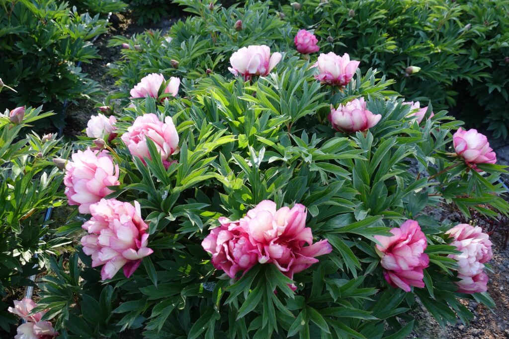 itoh Peony Hillary (Early - mid.) - Green Works - Specialist in Peonies