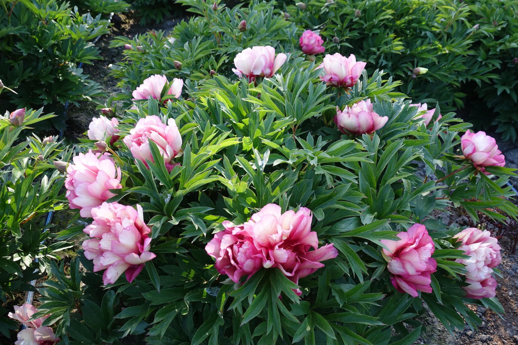 itoh Peony Hillary (Early - mid.) - Green Works - Specialist in Peonies