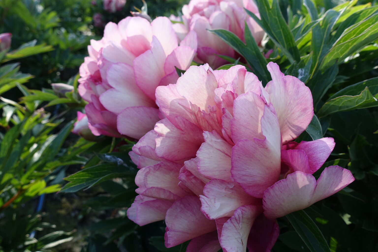 itoh Peony Hillary (Early - mid.) - Green Works - Specialist in Peonies