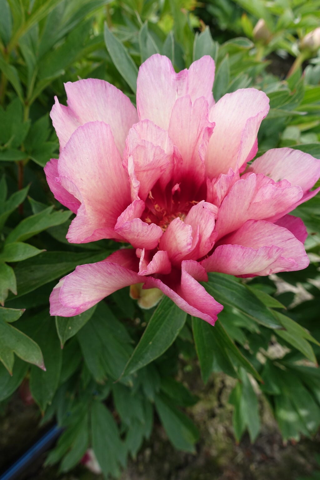 itoh Peony Hillary (Early - mid.) - Green Works - Specialist in Peonies
