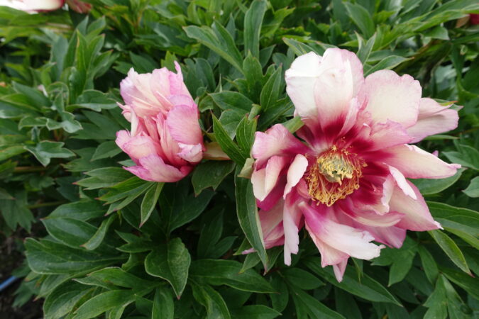 itoh Peony Hillary (Early - mid.) - Green Works - Specialist in Peonies