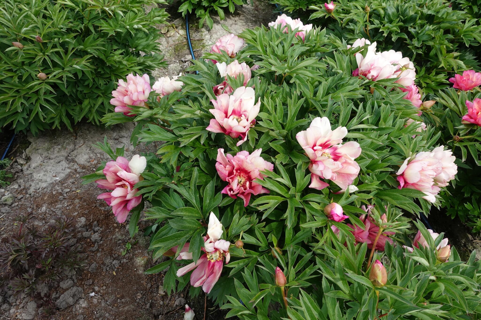 itoh Peony Hillary (Early - mid.) - Green Works - Specialist in Peonies