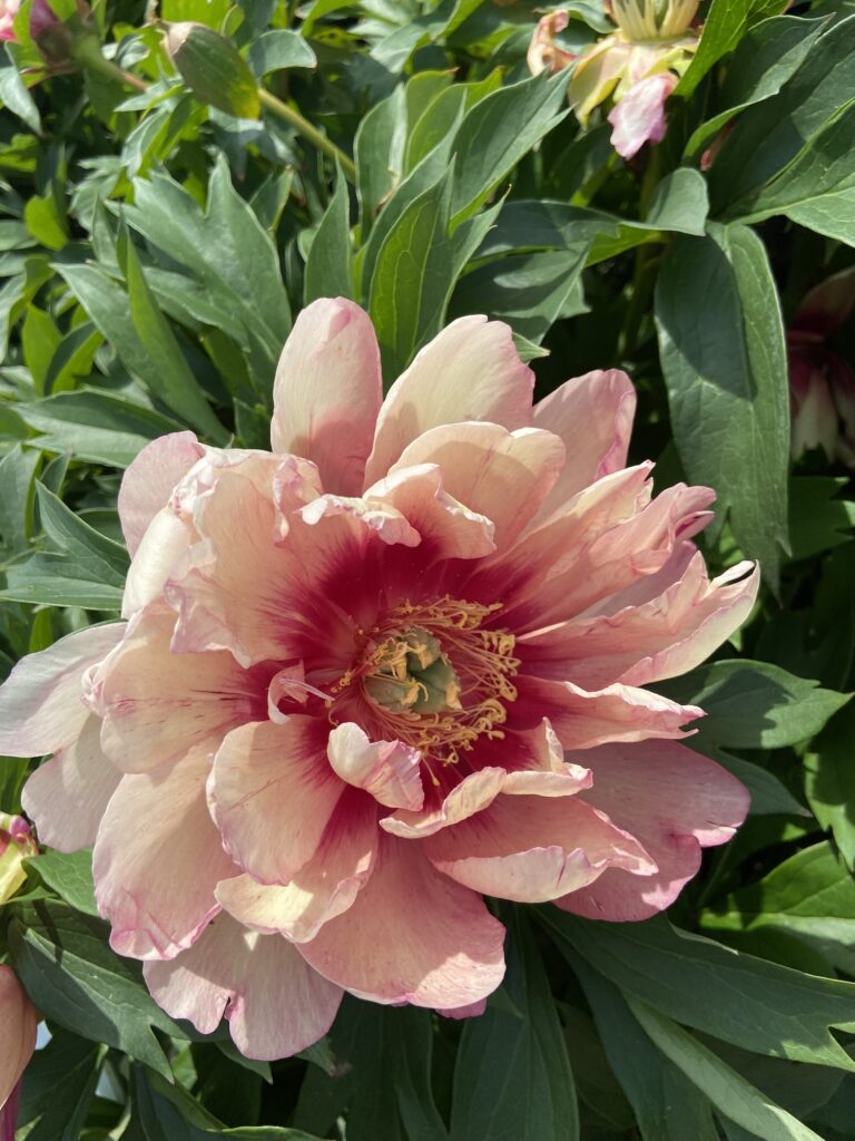 itoh Peony Hillary (Early - mid.) - Green Works - Specialist in Peonies
