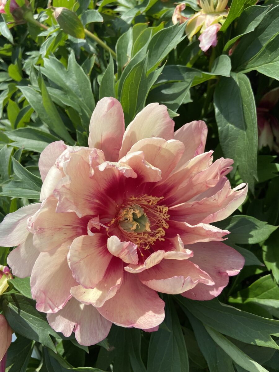 itoh Peony Hillary (Early - mid.) - Green Works - Specialist in Peonies