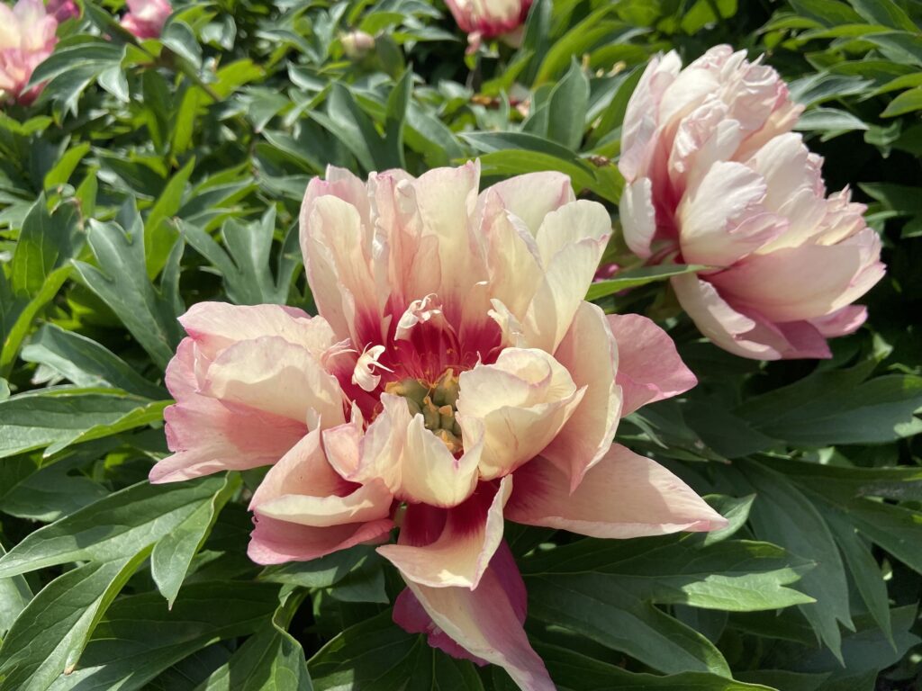itoh Peony Hillary (Early - mid.) - Green Works - Specialist in Peonies