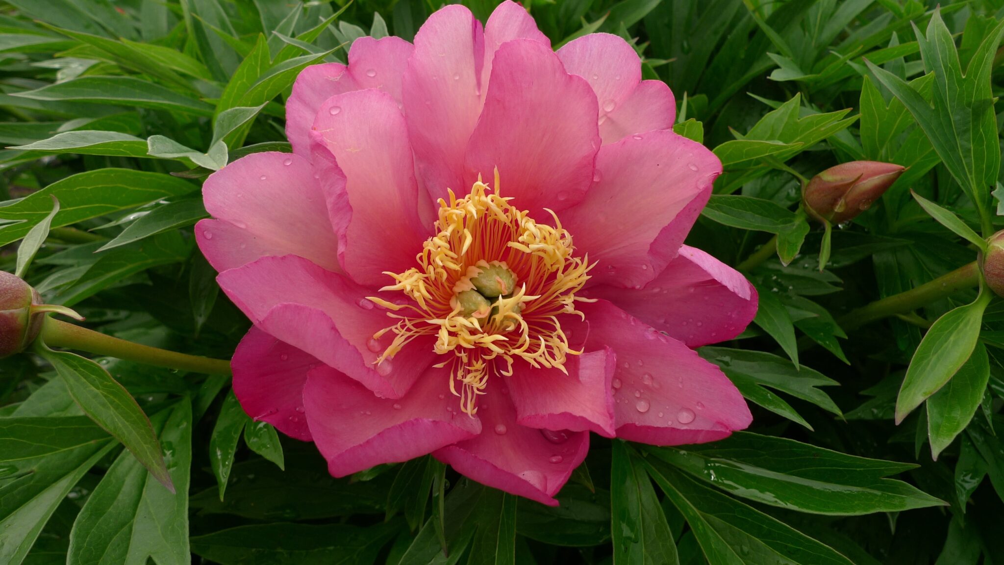 itoh Peony Julia Rose (Mid.) - Green Works - Specialist in Peonies