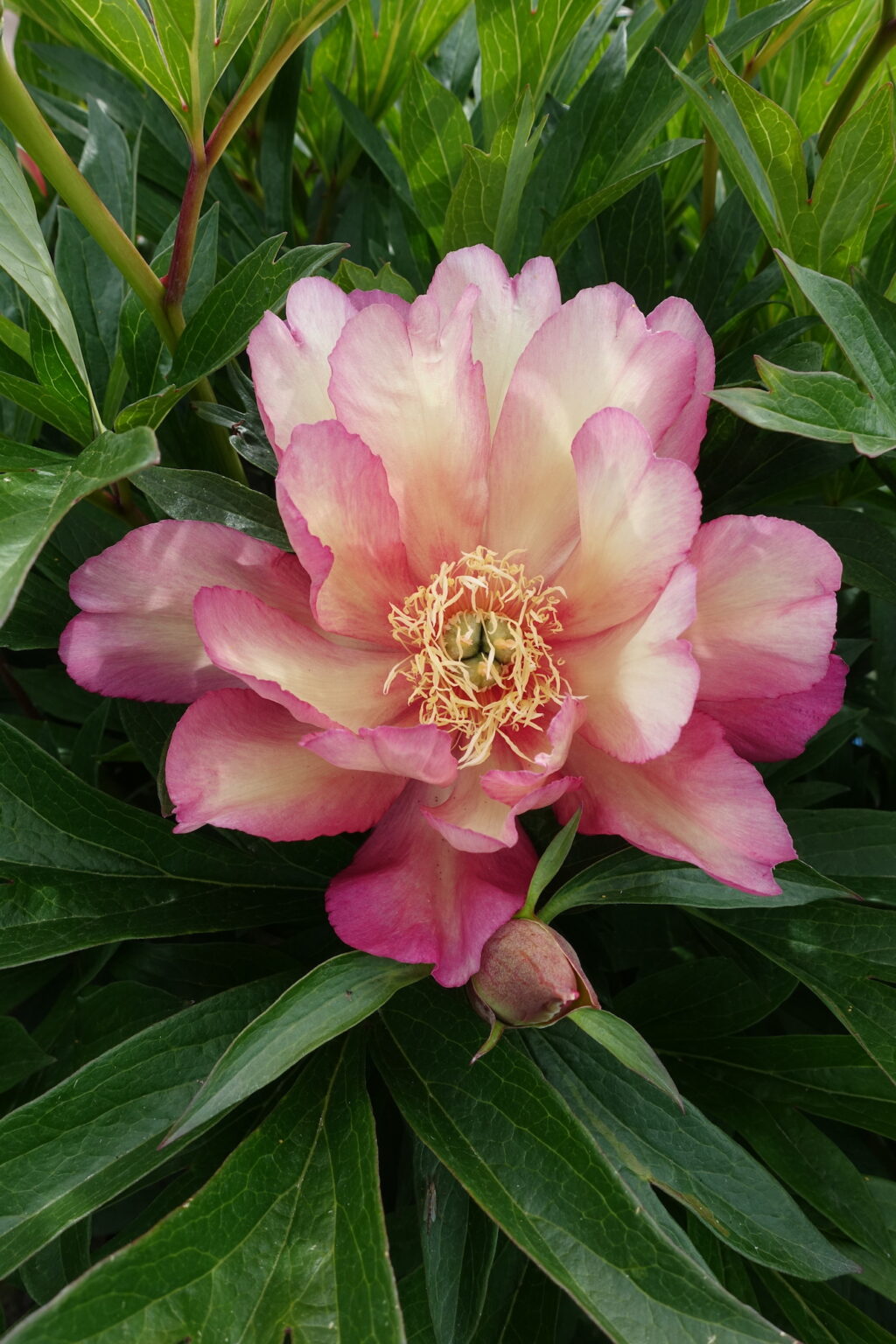 itoh Peony Julia Rose (Mid.) - Green Works - Specialist in Peonies