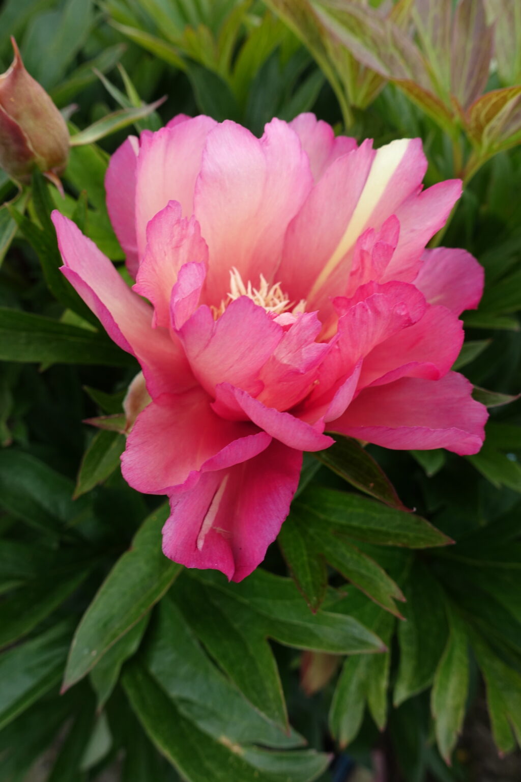 itoh Peony Julia Rose (Mid.) - Green Works - Specialist in Peonies