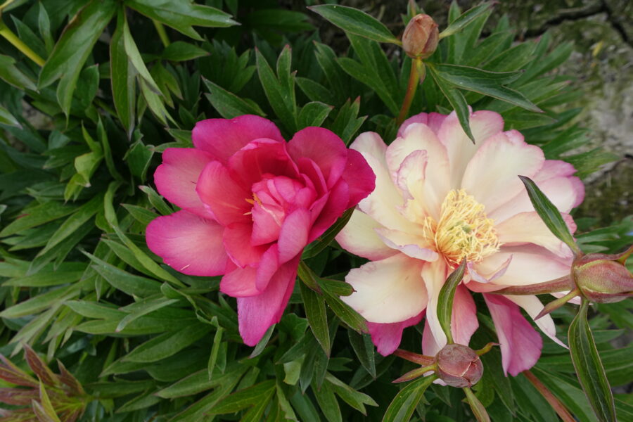 itoh Peony Julia Rose (Mid.) - Green Works - Specialist in Peonies