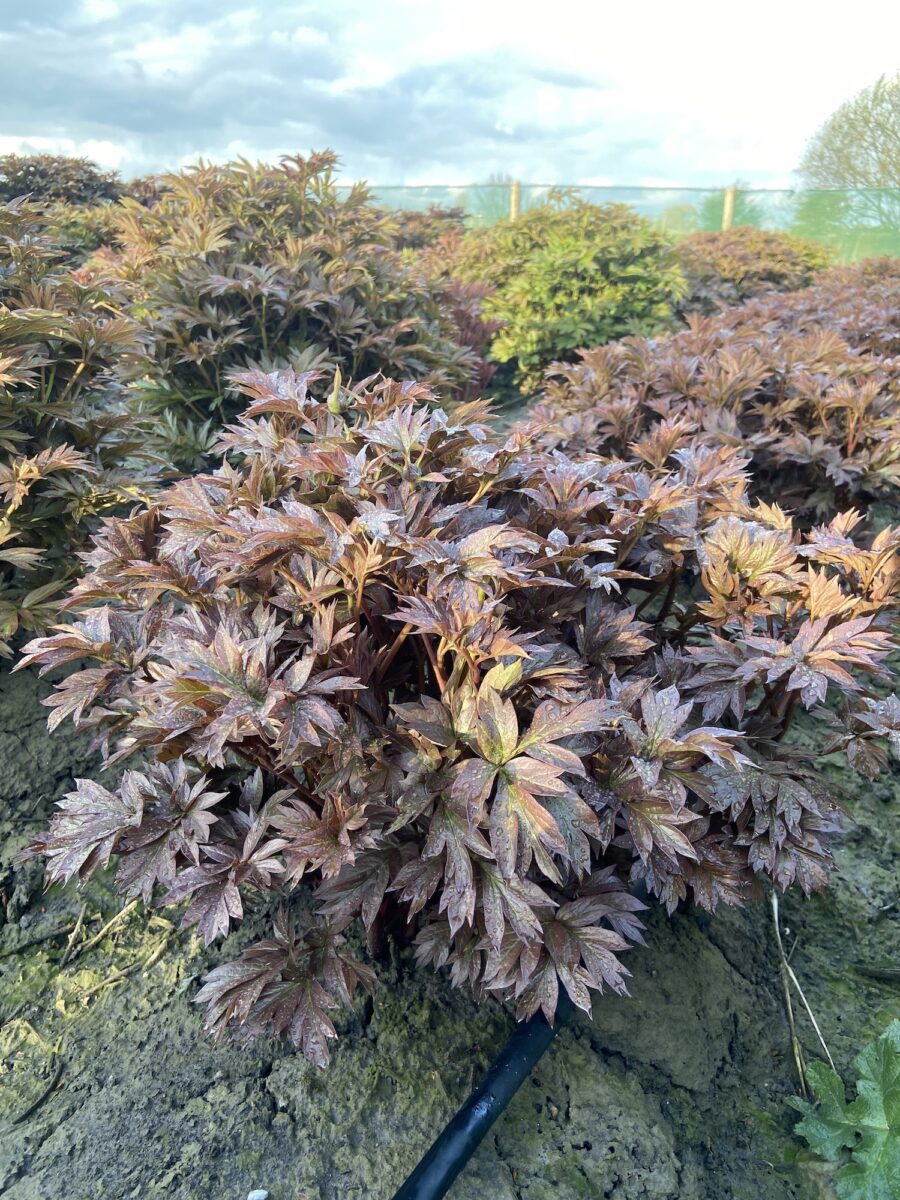 itoh Peony Old Rose Dandy (Mid.) - Green Works - Specialist in Peonies