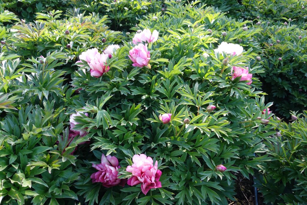 itoh Peony Pastel Splendor (Mid.) - Green Works - Specialist in Peonies