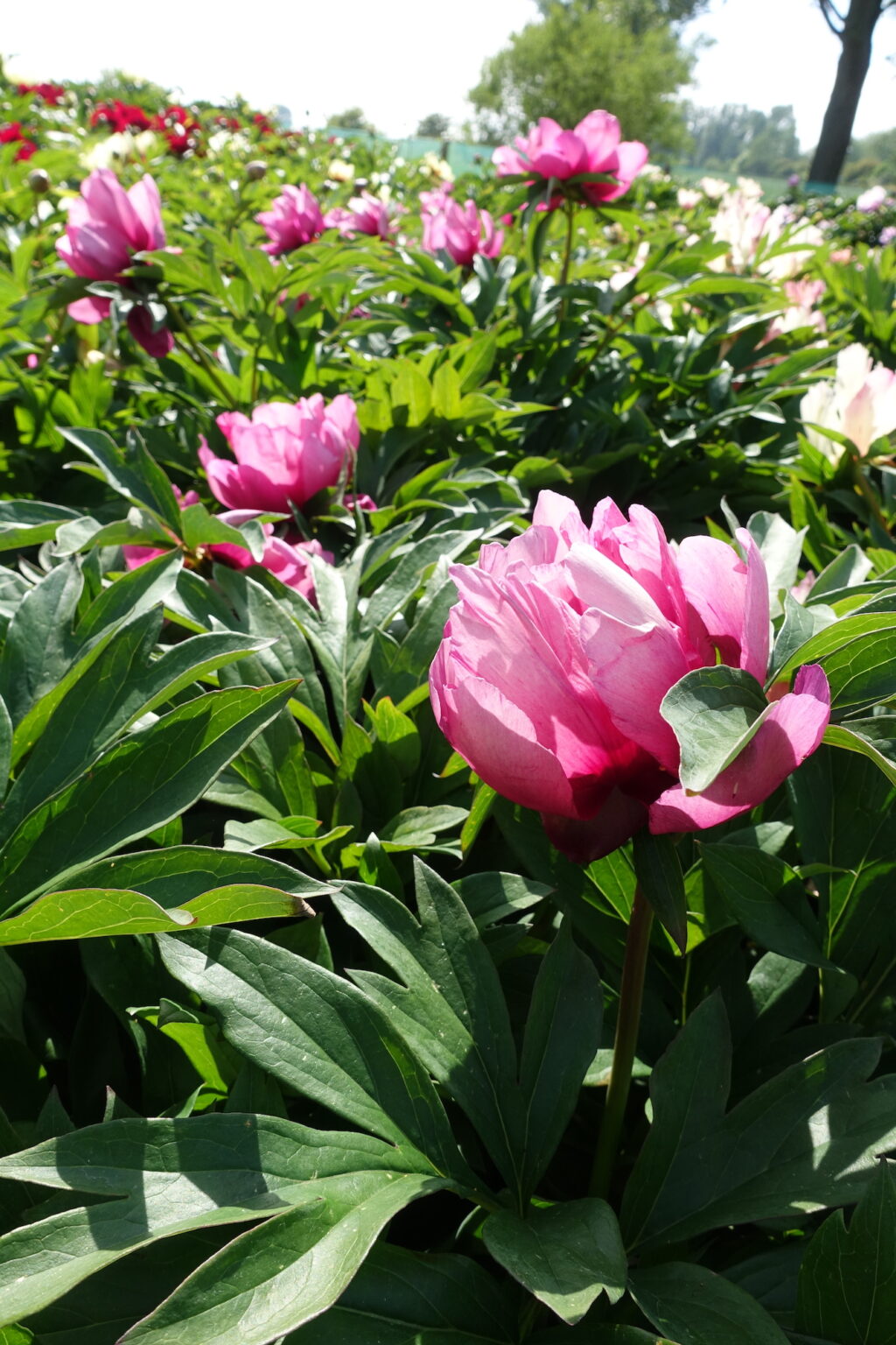 itoh Peony Pink Ardour (Mid.) - Green Works - Specialist in Peonies