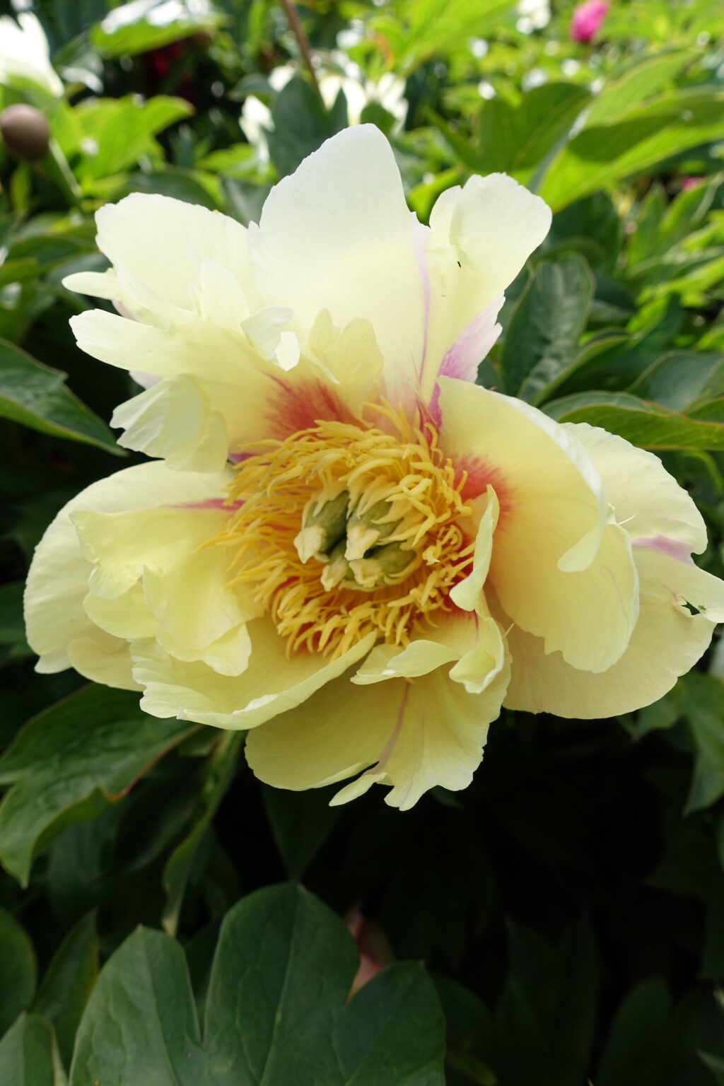 itoh Peony Prairie Charm (Mid.) - Green Works - Specialist in Peonies