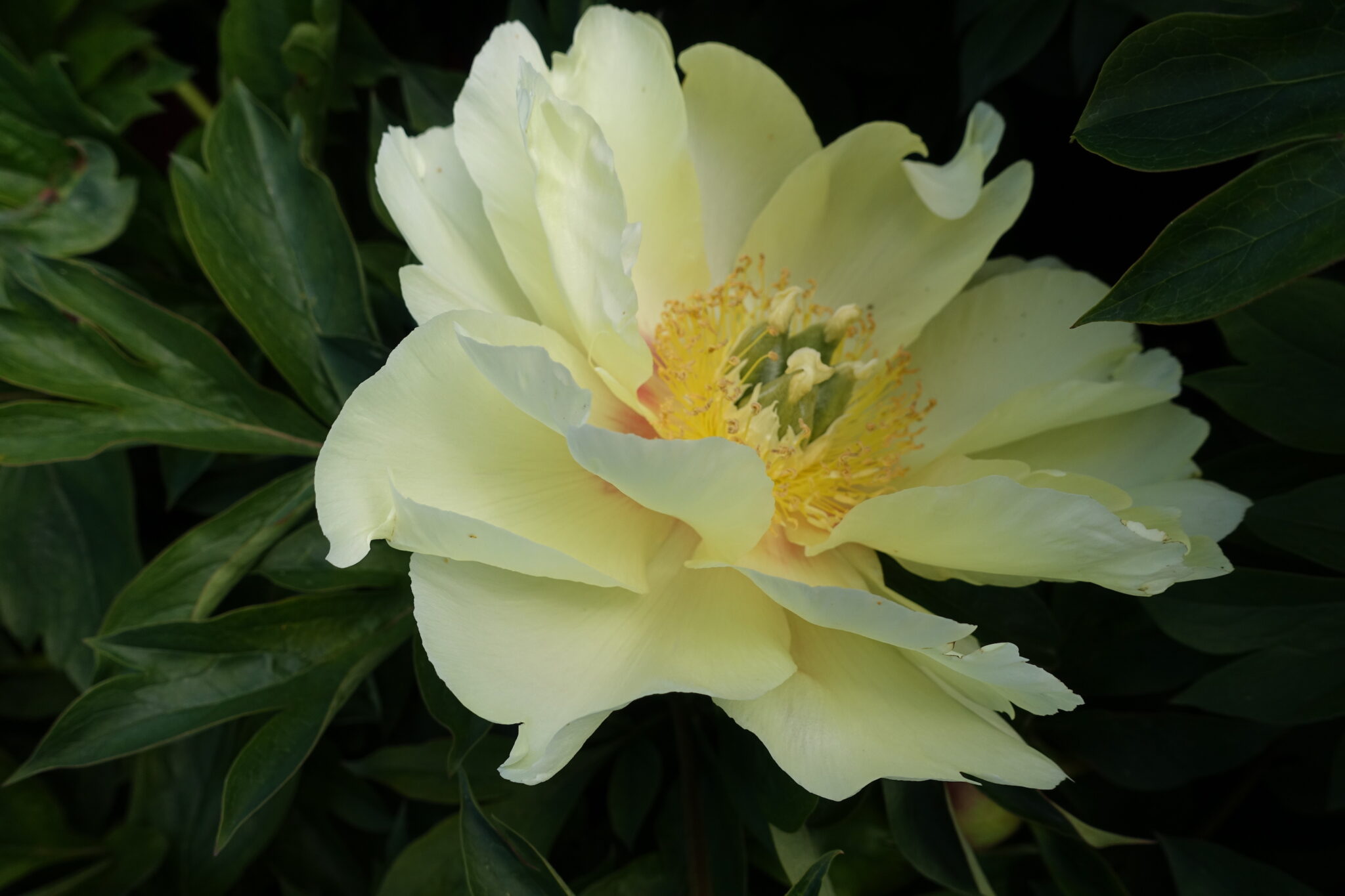 itoh Peony Prairie Charm (Mid.) - Green Works - Specialist in Peonies
