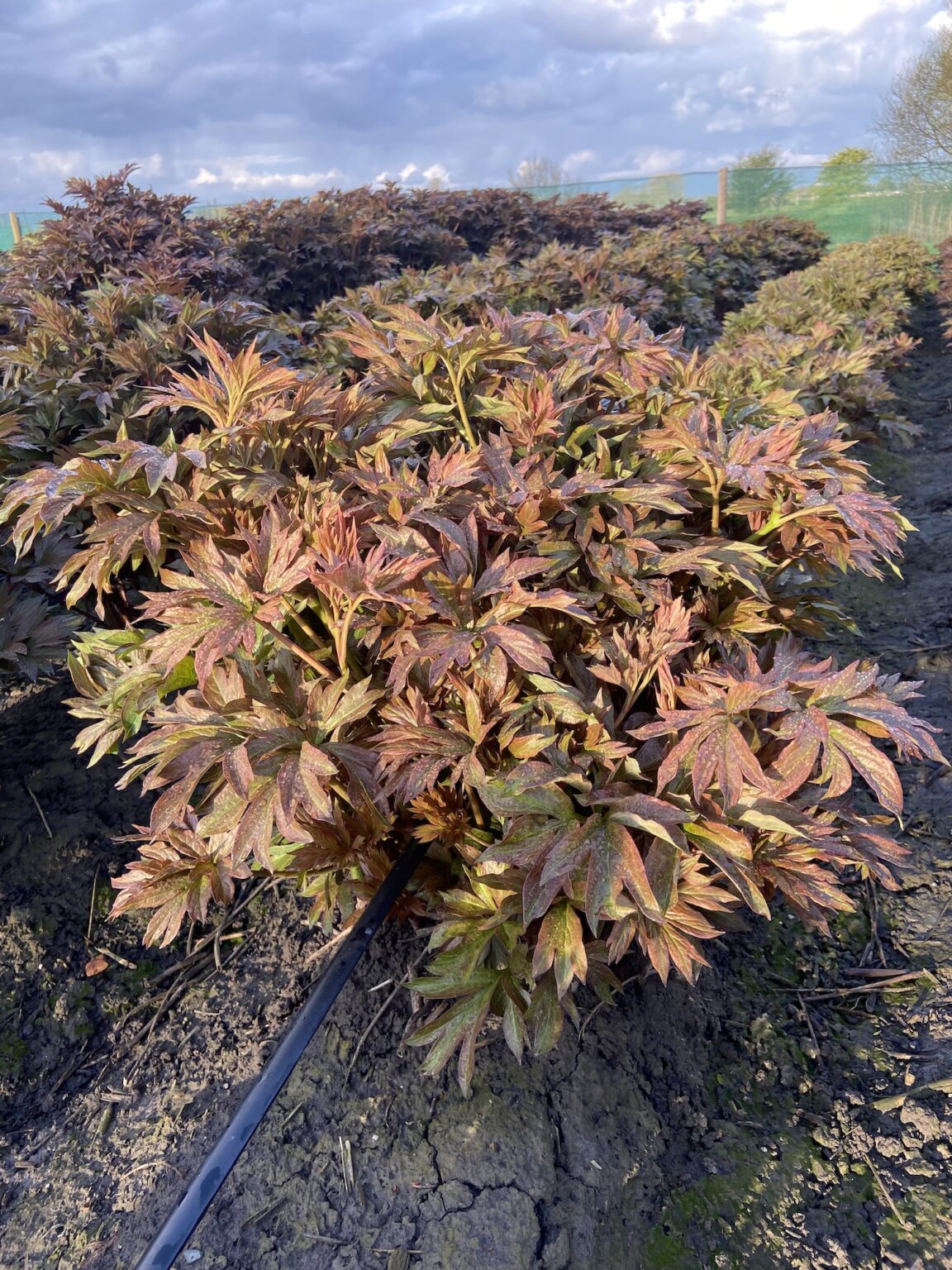 itoh Peony Prairie Charm (Mid.) - Green Works - Specialist in Peonies