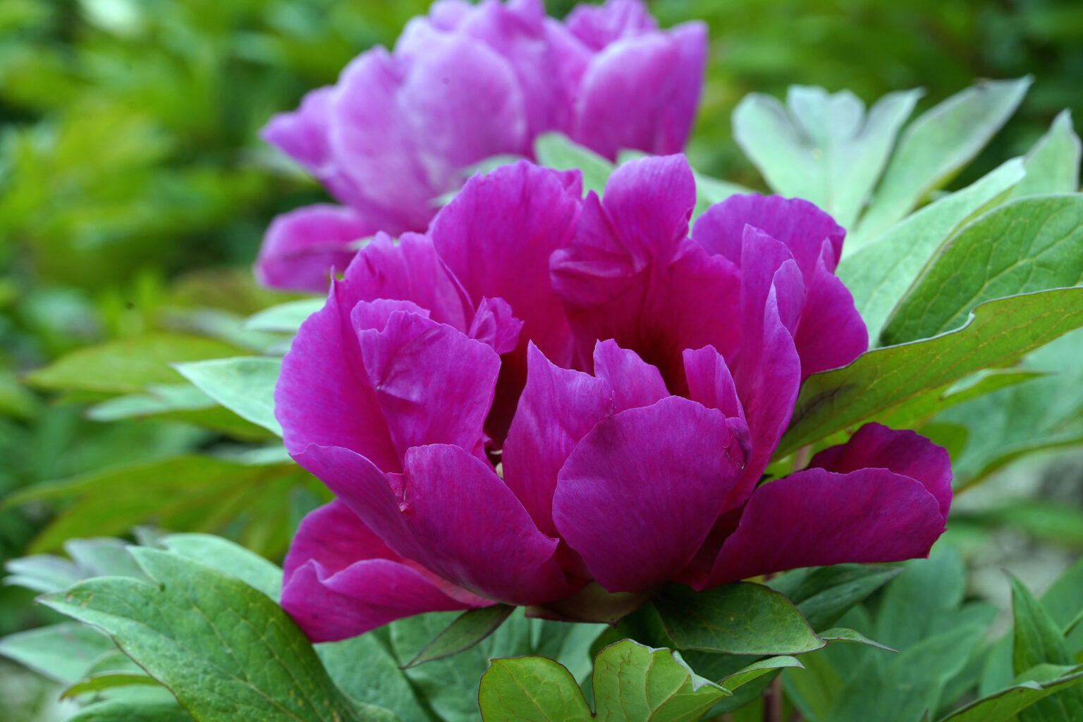 itoh Peony Purple Sensation (Early) - Green Works - Specialist in Peonies