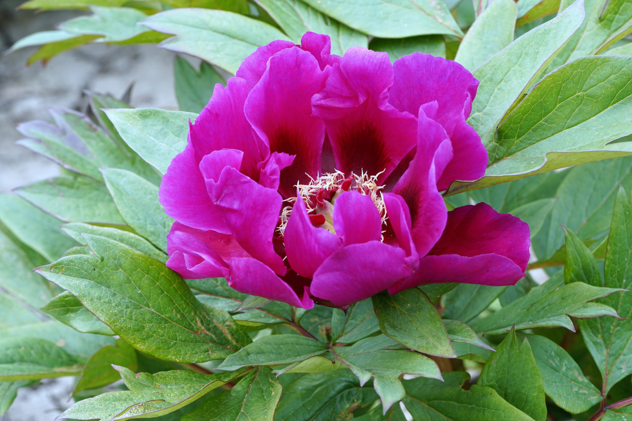 itoh Peony Purple Sensation (Early) - Green Works - Specialist in Peonies